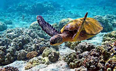 "The Existence of Our Natural Environment.": IRWIN´S TURTLE: ELSEYA IRWINI.